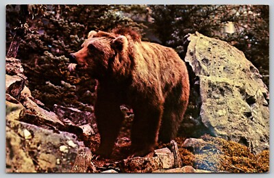 Alaskan Kodiak Bear - Postcard | eBay