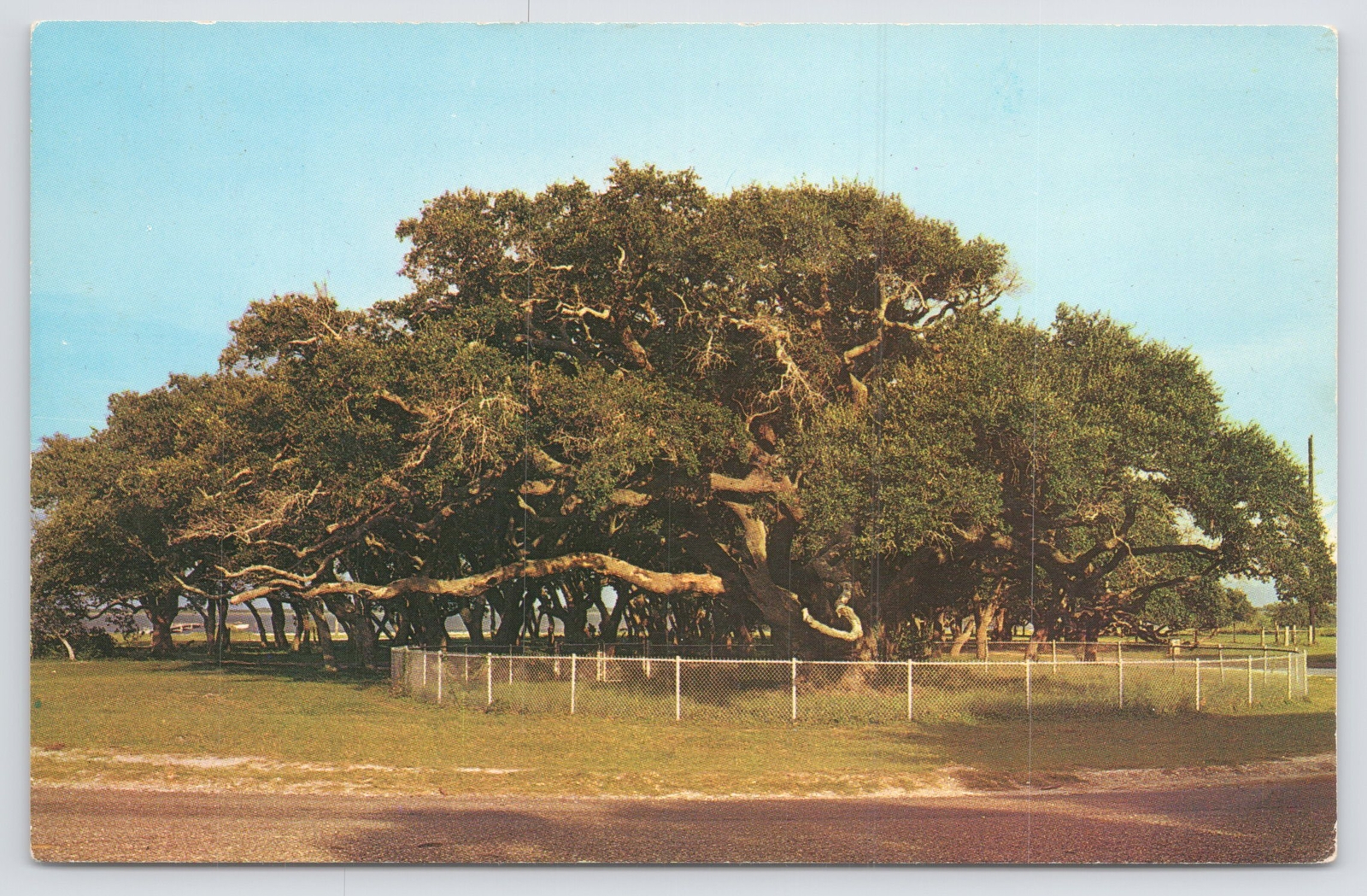 Goose Island State Park Big Tree