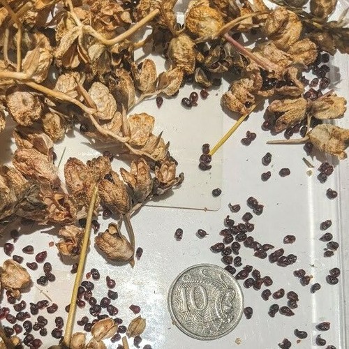 200+ Freesia Seeds. Mixed Colour Fragrant Flowers. Organic 2024 New ...