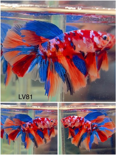 Male Betta Live Fish - Koi Candy Galaxy Halfmoon - LV81 - High Quality ...