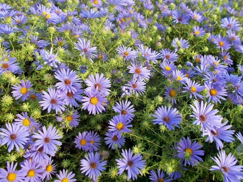 Wild Blue Aster