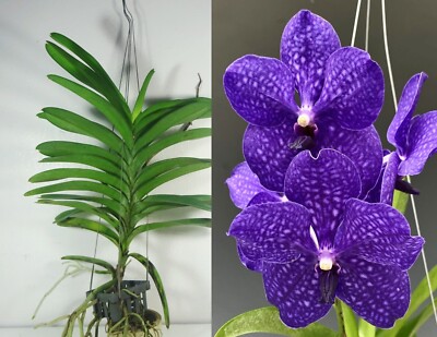 Vanda pachara delight, blue Vanda, Large Orchid Plant, RARE | eBay ...