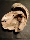 Prehistoric Paleo-American, fossilized oyster, rock art sculpture multi ...