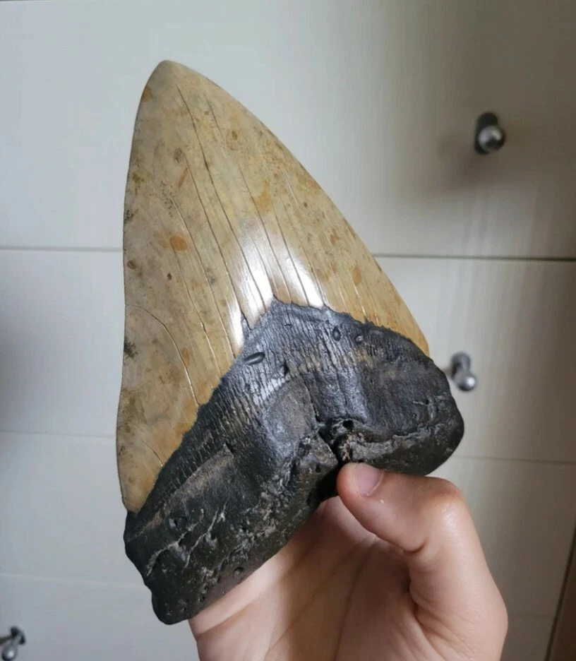 Megalodon Tooth Size
