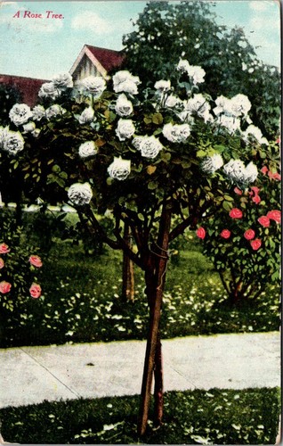 A Rose Tree Old Postcard Unused Free Shipping!!! A10 | eBay