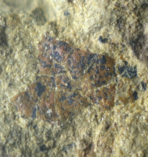 Museum quality fossil. Oldest Silurian fossil - Moss | eBay