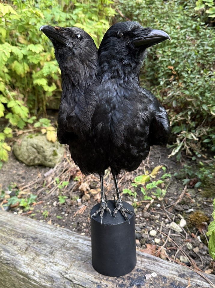 🎄 Taxidermy XL large Two Headed Crow not A raven GOTHIC 🎃 🖤 | eBay UK