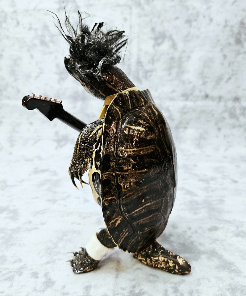 Real Turtle Taxidermy: Robert Smith, Boys Don't Cry | eBay