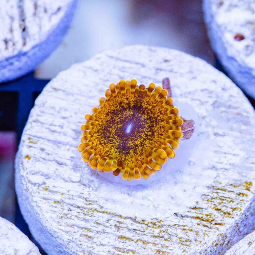 LC Sopranos 2.0 Zoanthids, WYSIWYG Coral | eBay