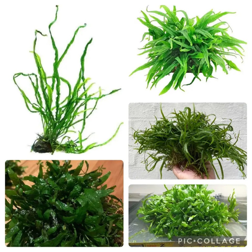 Ultimate Java Fern Pack Live Aquarium Plant For Fish Shrimp Tank ...