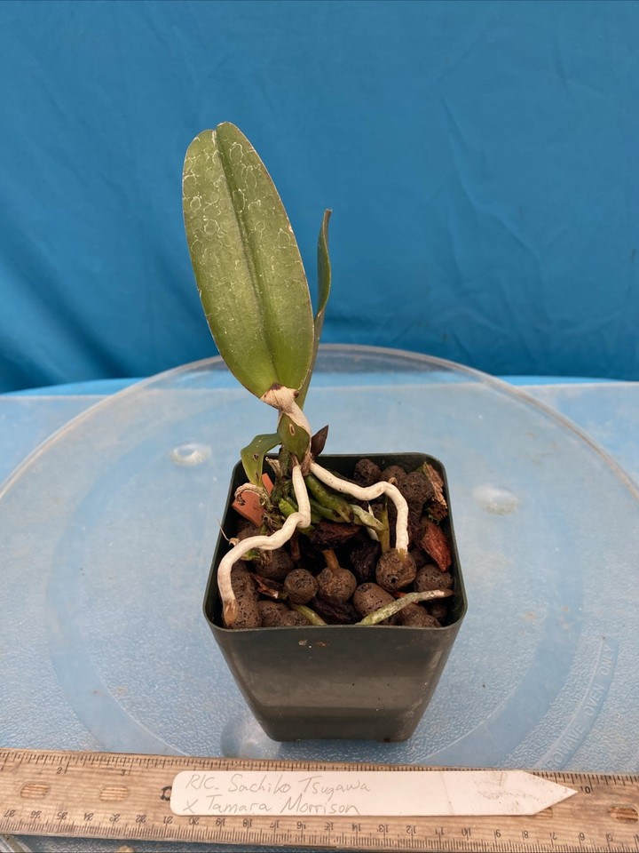 Cattleya Rlc Sachiko Tsugawa X Tamara Morrison ‘Ginormica’ Red Cerise 4 ...