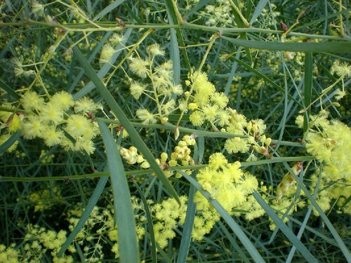 Seeds Flinders Ranges Wattle 50x Acacia iteaphylla Organic WA Rural ...