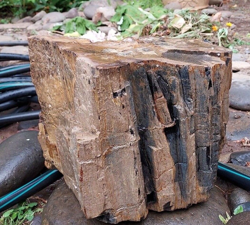 Rare Petrified Wood Trunk Bark 50 Lb Fossil Petrified Knotted String ...