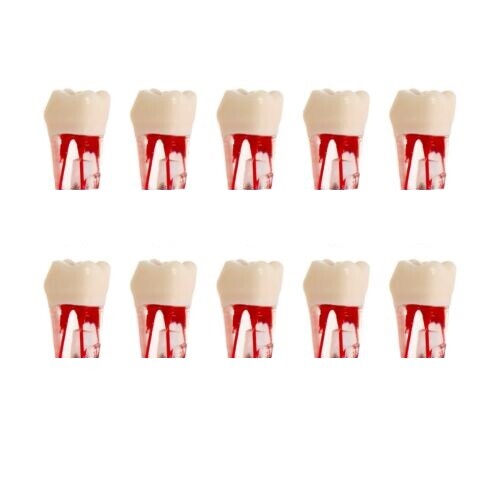New Dental RCT Endo Root canal Practise Typodont Teeth Model | eBay