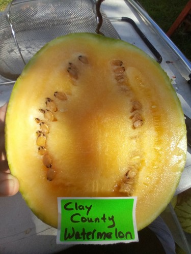 Clay County Watermelon Seeds | eBay