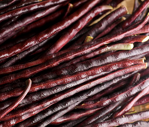 DWARF SNAKE BEAN Burgundy 10 seeds Bush Long Bean Prolific Early ...
