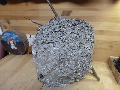 extra Large intact wasp bee hornet yellow jacket nest taxidermy with ...