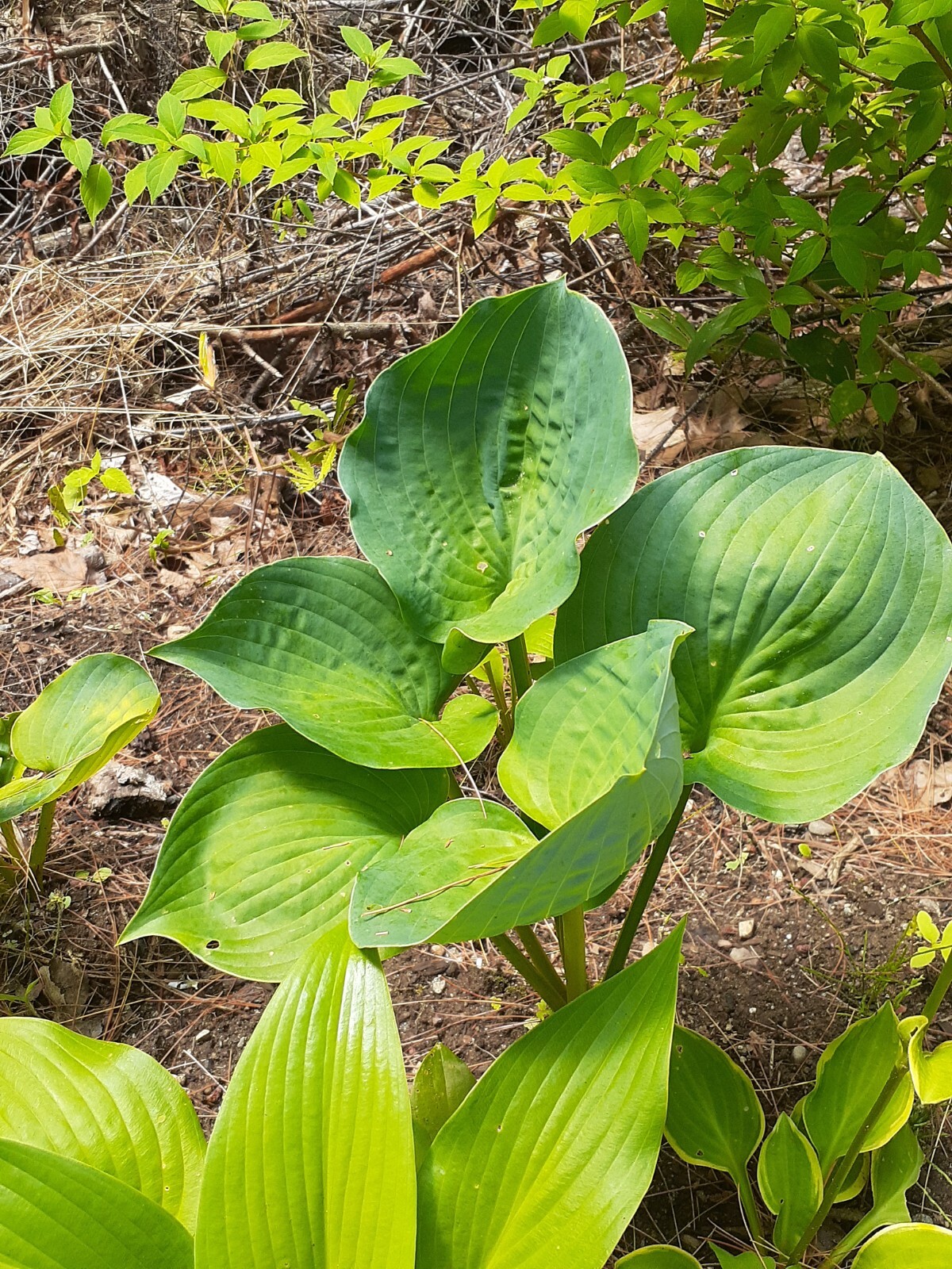 Hosta Seeds mix of colors, size, and leaf shape 50+ perennial seeds | eBay