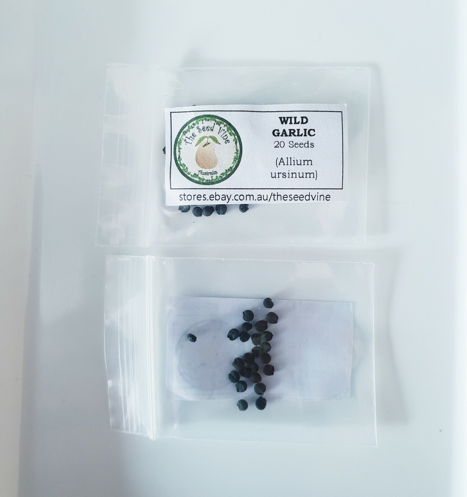 10+ ORGANIC WILD GARLIC SEEDS (Allium ursinum) Herb Medicinal Ramson ...