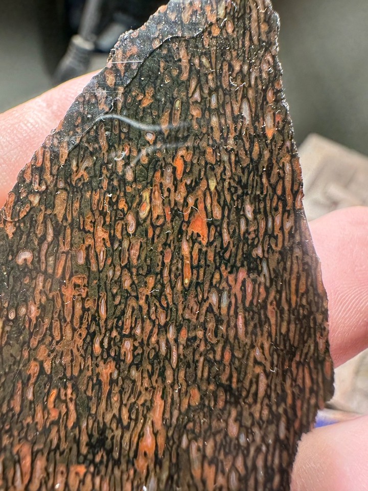 Dinosaur gem bone rough **hxtled slab. | eBay