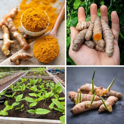 30+ Plant Turmeric Roots Ready Sprouted Live Longa Curcuma rhizomes ...