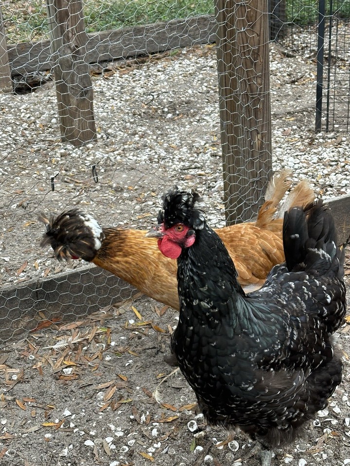 5+ Rare Sanjak Longcrower Chicken 🐣 Hatching Eggs 🥚 Large breed Unique ...
