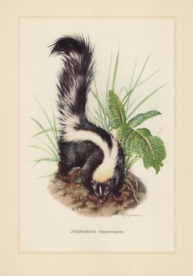 Striped Skunk Mephitis mephitis Color Print from 1959 Zoology | eBay