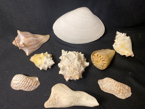 Lot Of 9 Shells Arca Bivalve Conchs Pink Murex Betuline Cone Clam Whelk ...