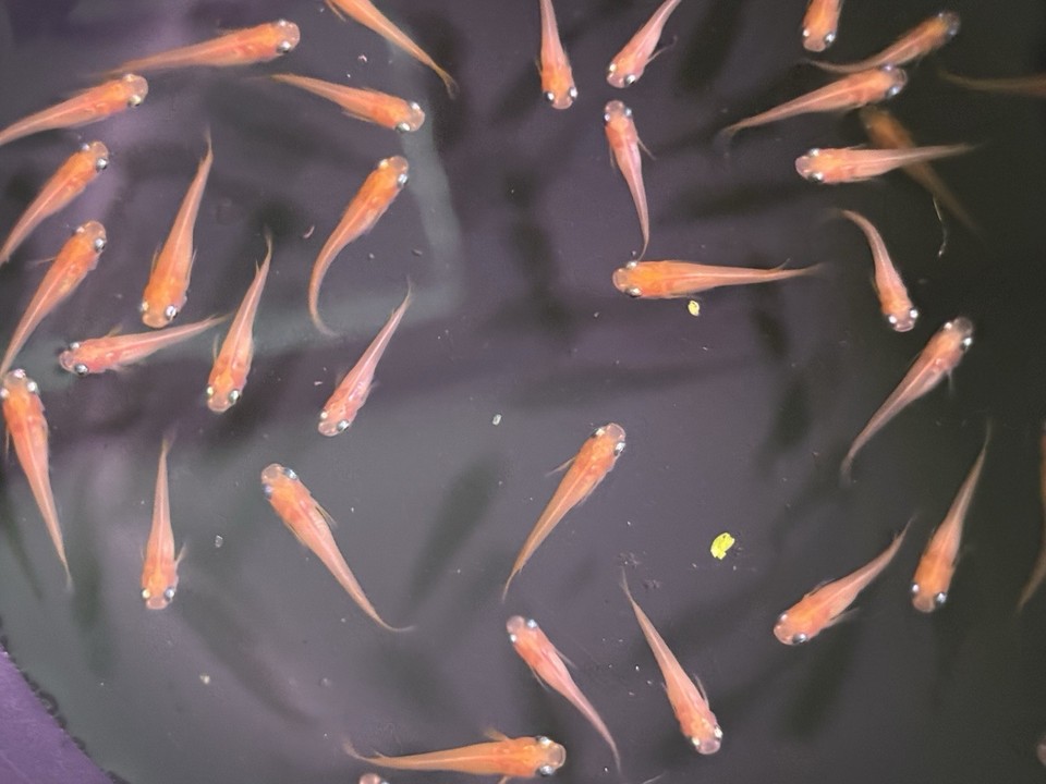 10x Youkihi Medaka Ricefish | eBay