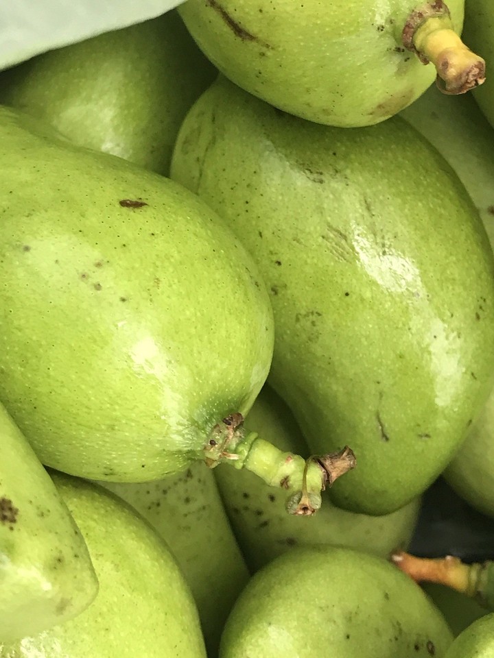 Mango Criollo 3Lbs mangos Tronadores Mango Green Tierno fresco 3 Libras ...