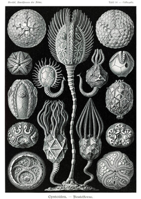 Cystoidea-Beutelsterne - 1904 - Illustration Poster | eBay