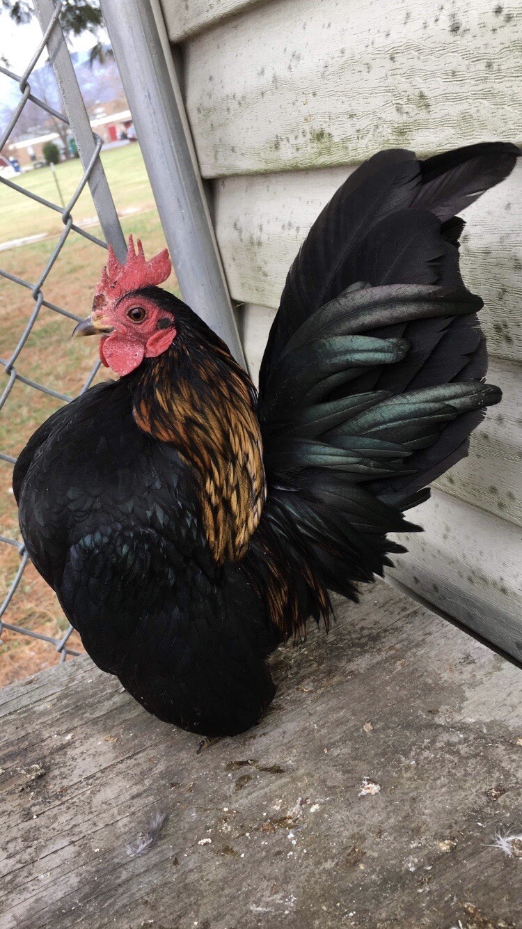 9 + 3 SQ Fresh Serama Hatching Eggs Splash Blue Black Chocolate Mottled ...