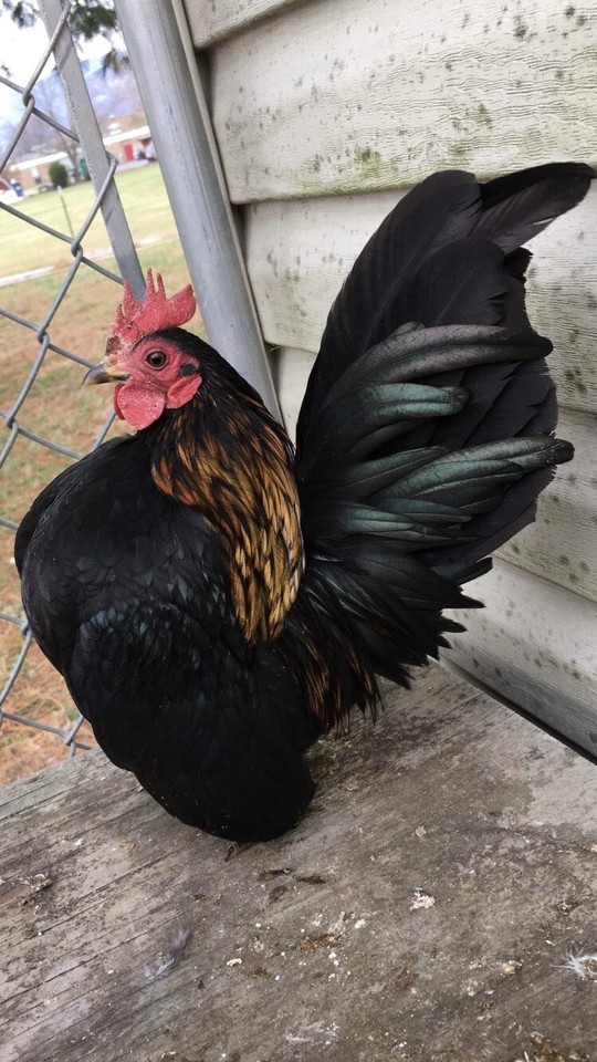 9 + 3 SQ Fresh Serama Hatching Eggs Splash Blue Black Chocolate Mottled ...
