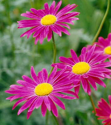 100 Pyrethrum Dalmation seeds Chrysanthemum coccineum Painted Daisy | eBay