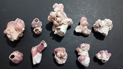 Pink Barnacle Shells Craft Seashell art crafts Aquarium Mirror Home ...