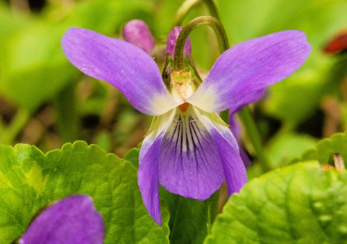 100 PRAIRIE VIOLET PURPLE VIOLA Coastal Larkspur Pedatifida Palmata ...