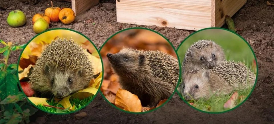 Wooden Hedgehog House Hibernation Box w/ Roof Nature Shelter Home ...