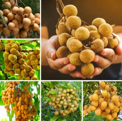 20 Longan Seeds Rare Dwarf Longan Sweet and Juicy Fruit Tree Bonsai | eBay