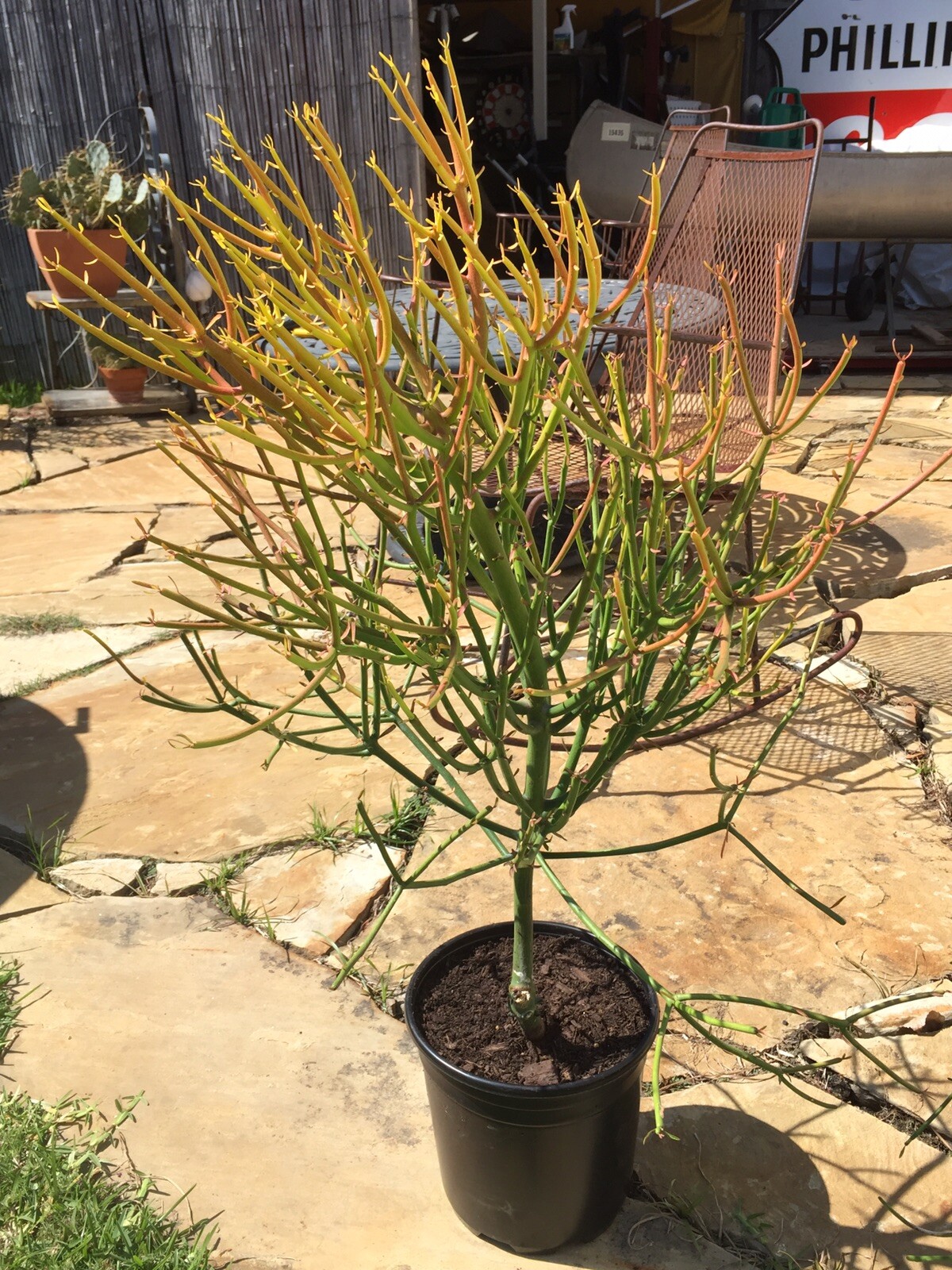 Twenty Five 5”-7” Firestick Succulent Cuttings Euphorbia Tirucalli ...