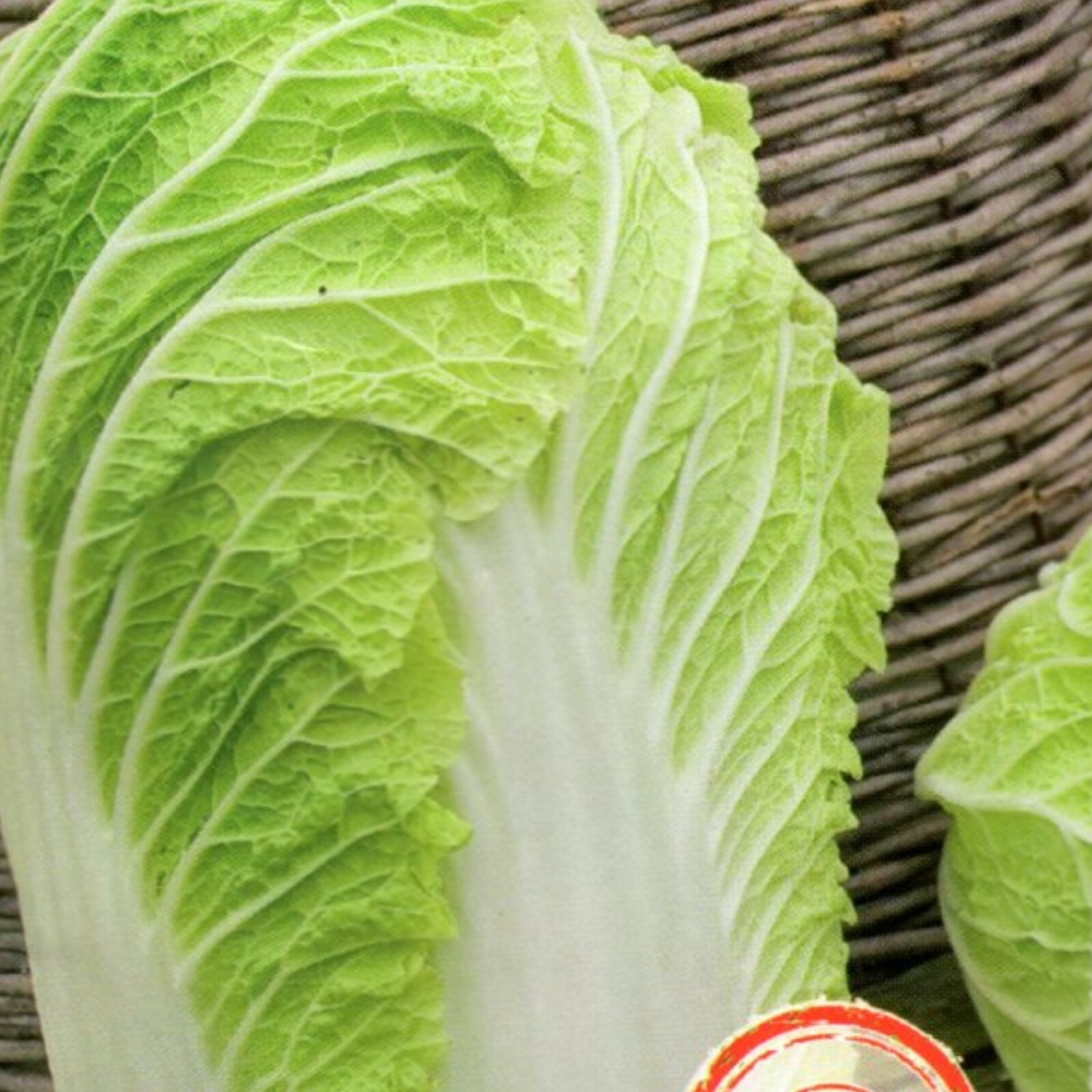 Kohl China Kohlsamen Pekingkohl Chinakohl Hilton Gemüsesamen 150 Samen ...