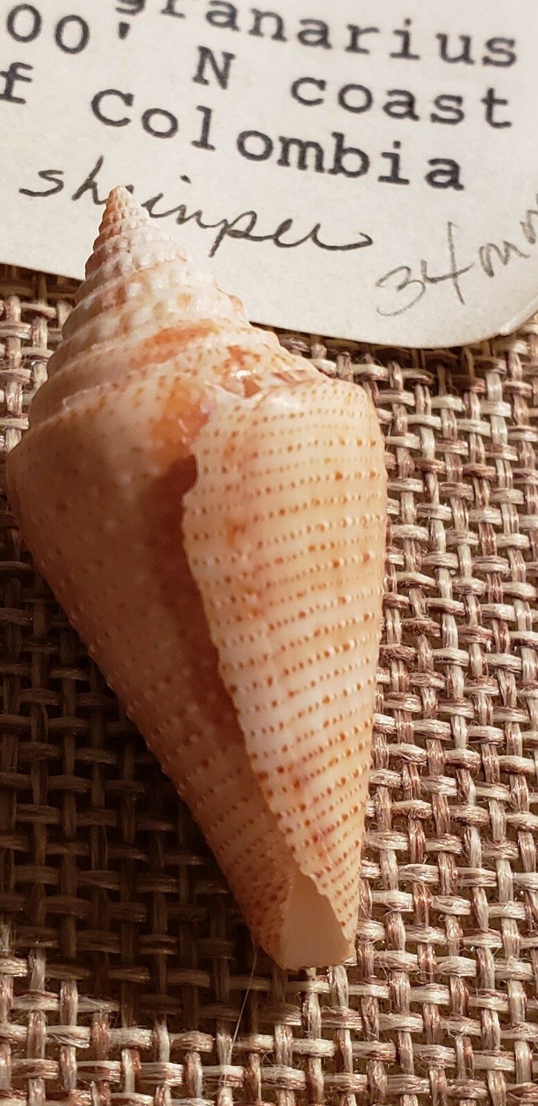 Conus mappa granarius 34mm Columbia 1996 ⭐ | eBay