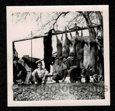 HUNTERS FIELD DRESSING HANGING DEER BUCK BLACK BEARS OLD/VINTAGE PHOTO ...