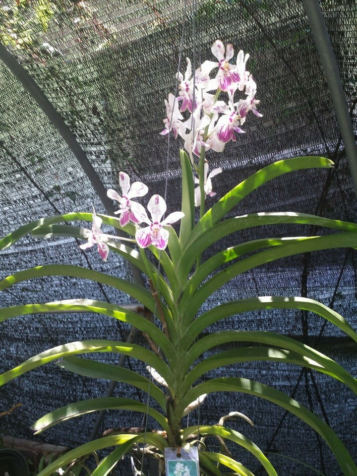 Orchid Vanda Choose your Color 4 Pack Special Exotic Tropical Plants | eBay