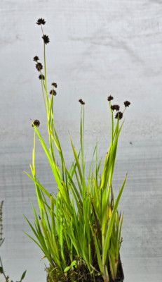 Dwarf sword Rush Juncus ensifolius Pond Marginal Bog Pond Plant rooted ...