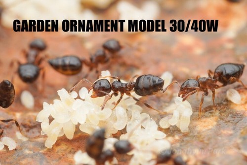 Crematogaster Vagula 2 Queen Set Desk/Wall Art10-20 Garden Acrobat Ant ...