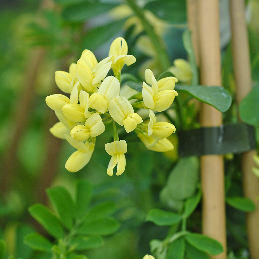 Hardy Evergreen Coronilla 'Citrina' Flowering Garden Plant 9cm or 3L ...