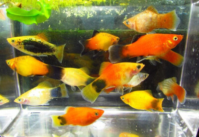 6 Pack - Assorted Color Platies Platy Live Live Freshwater Aquarium ...