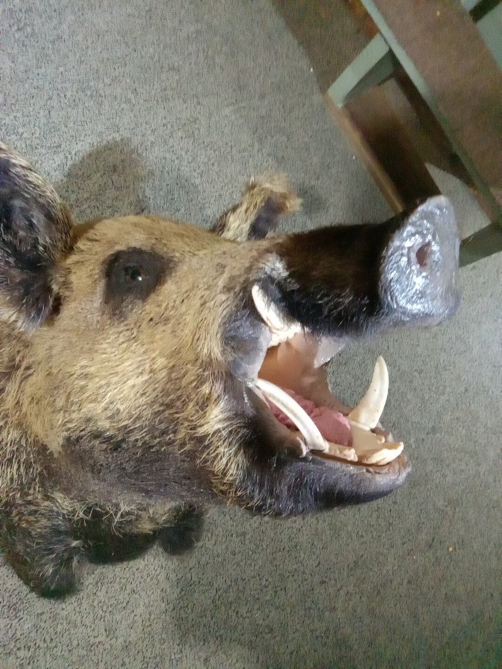 Taxidermy Trophy Wild Boar Huge Awesome Mount Hunting Decor | eBay
