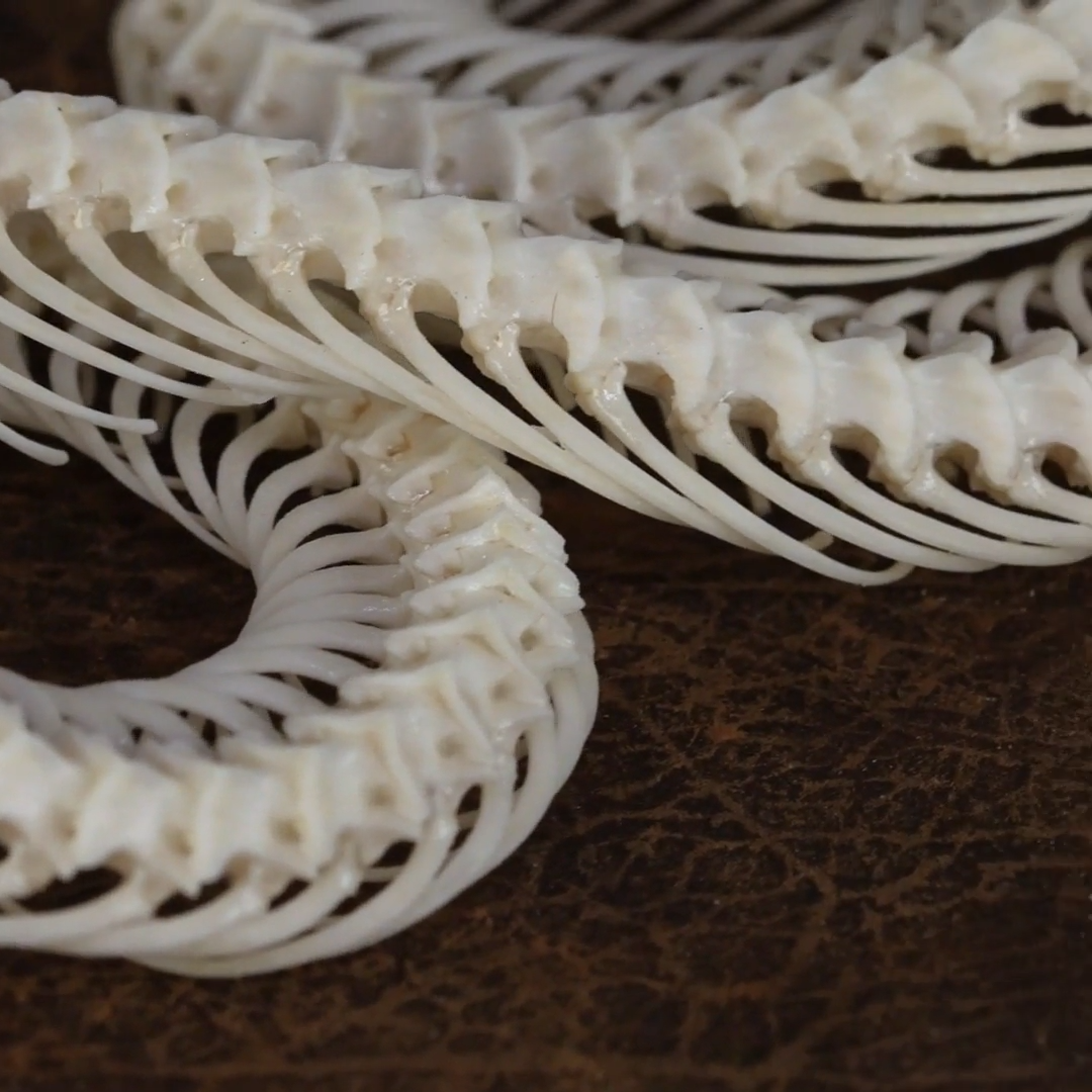 Real Snake skeleton, snake taxidermy, snake fangs, snake skull, viper ...