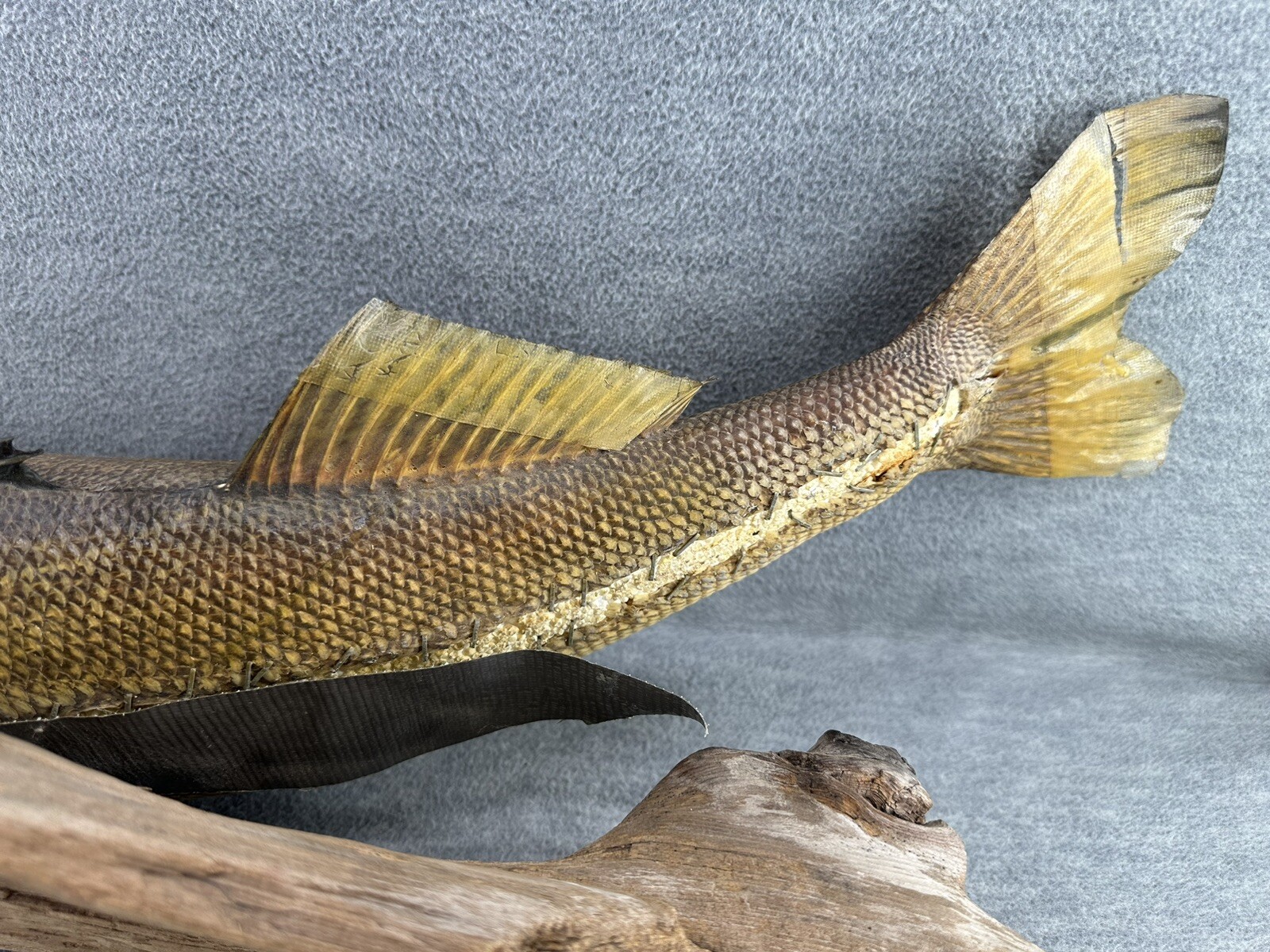 REAL SKIN Mount Walleye Pike Northern Musky Bass Sauger Fish Taxidermy ...